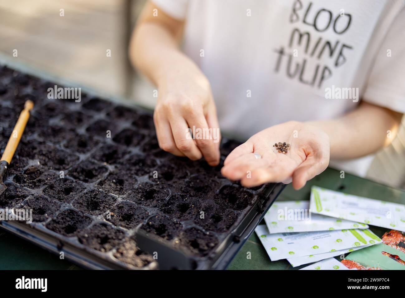 The process of sowing seeds into seedling trays Stock Photo - Alamy