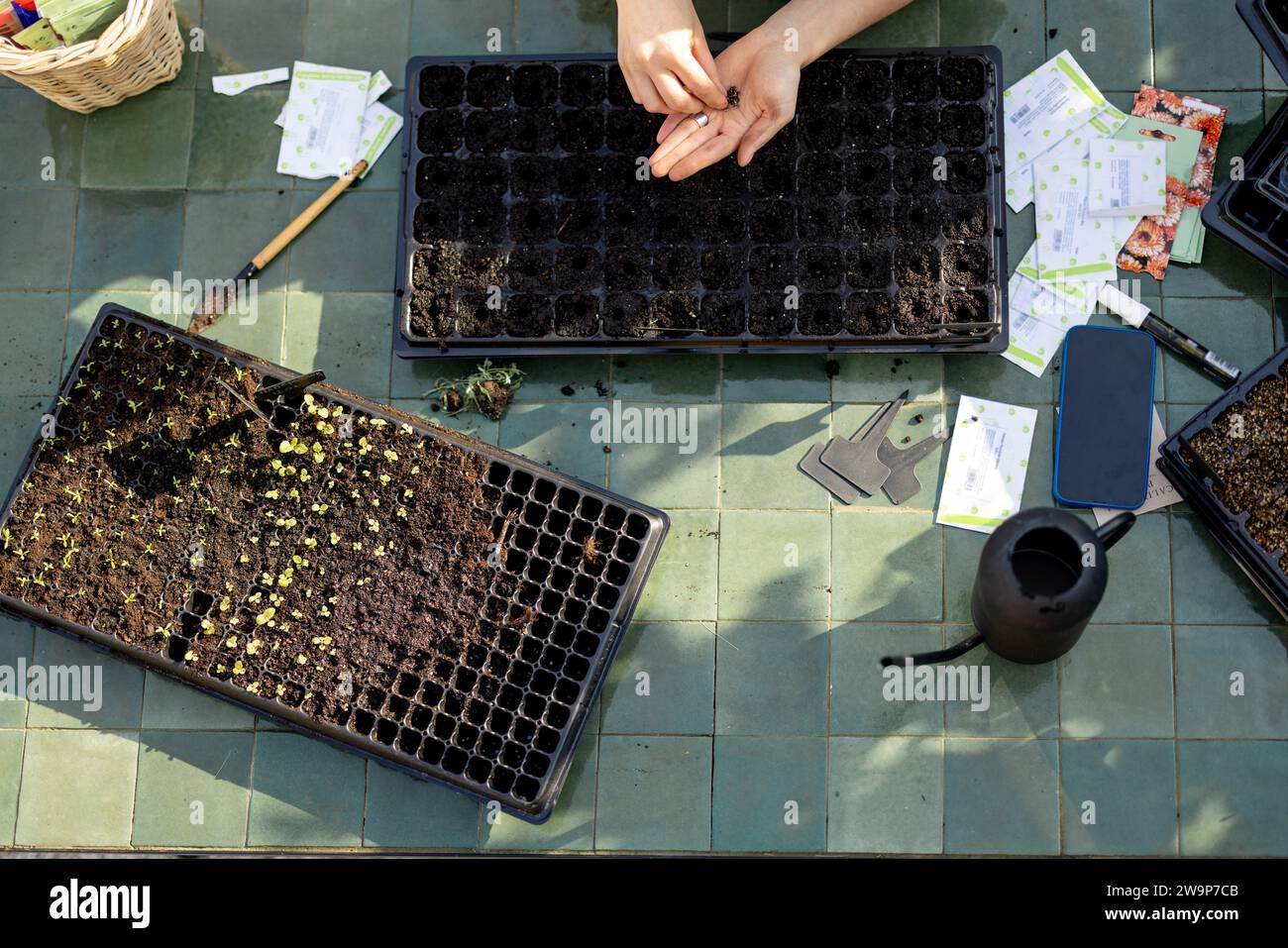The process of sowing seeds into seedling trays Stock Photo - Alamy