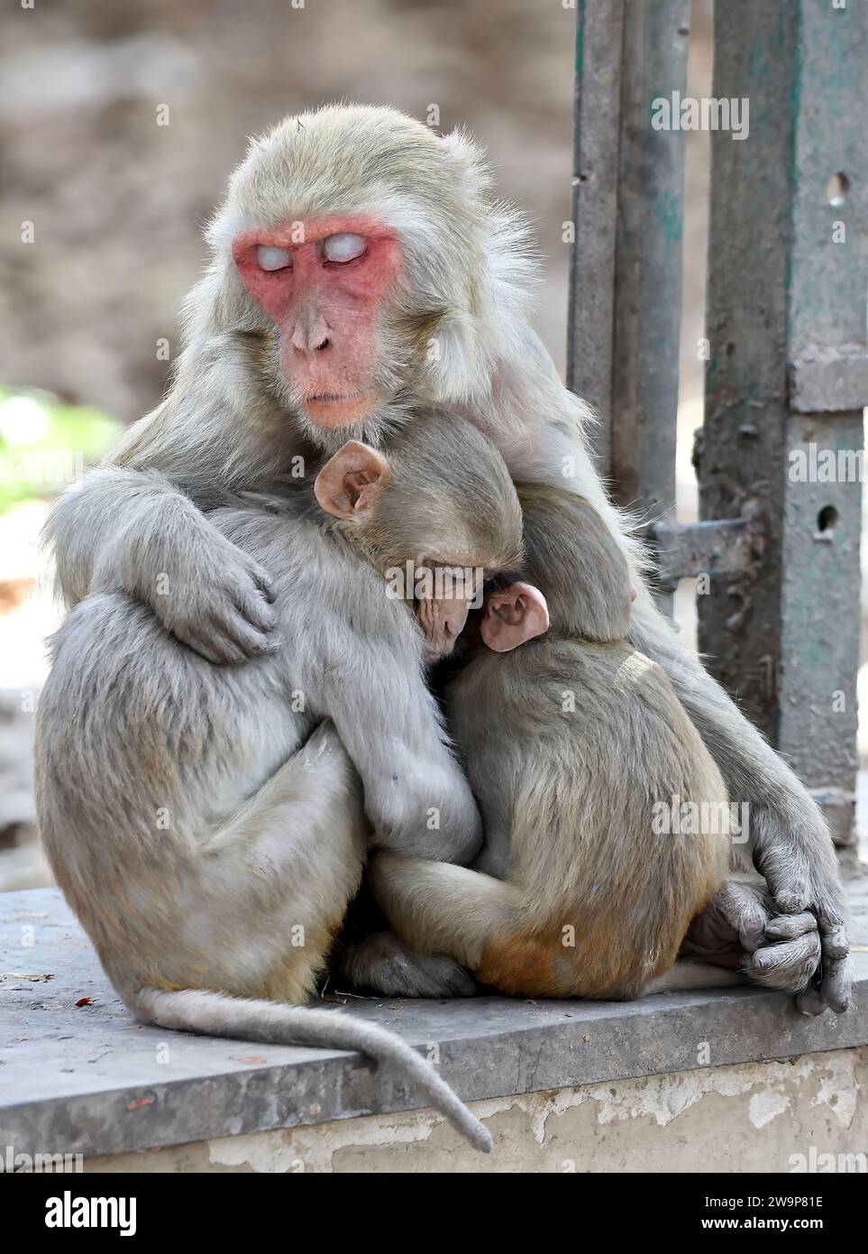 Monkey family. Mother and children. Childhood. Love. 2024 Stock Photo ...