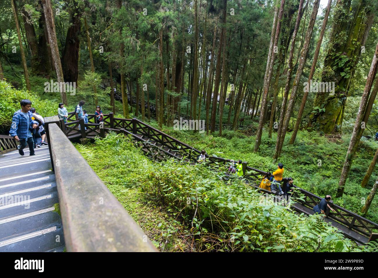 Alishan, Taiwan - October 08 2023 : Sights of Alishan National Forest ...