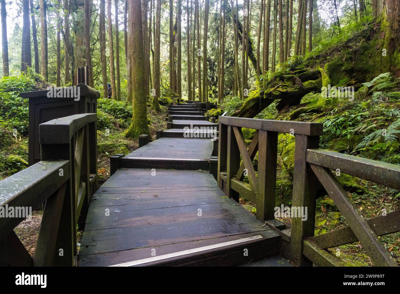 Alishan, Taiwan - October 08 2023 : Sights of Alishan National Forest ...