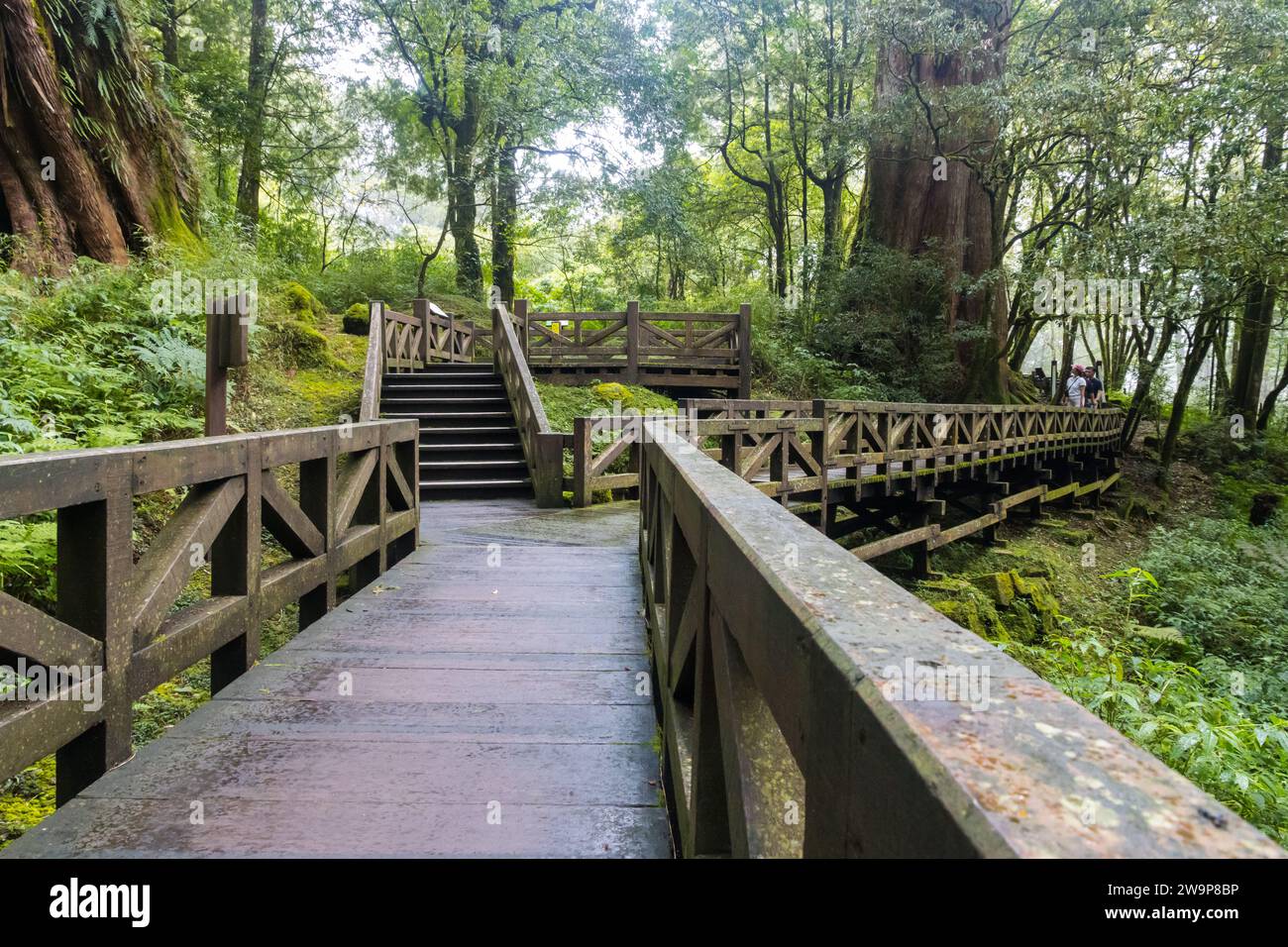 Alishan, Taiwan - October 08 2023 : Sights of Alishan National Forest ...