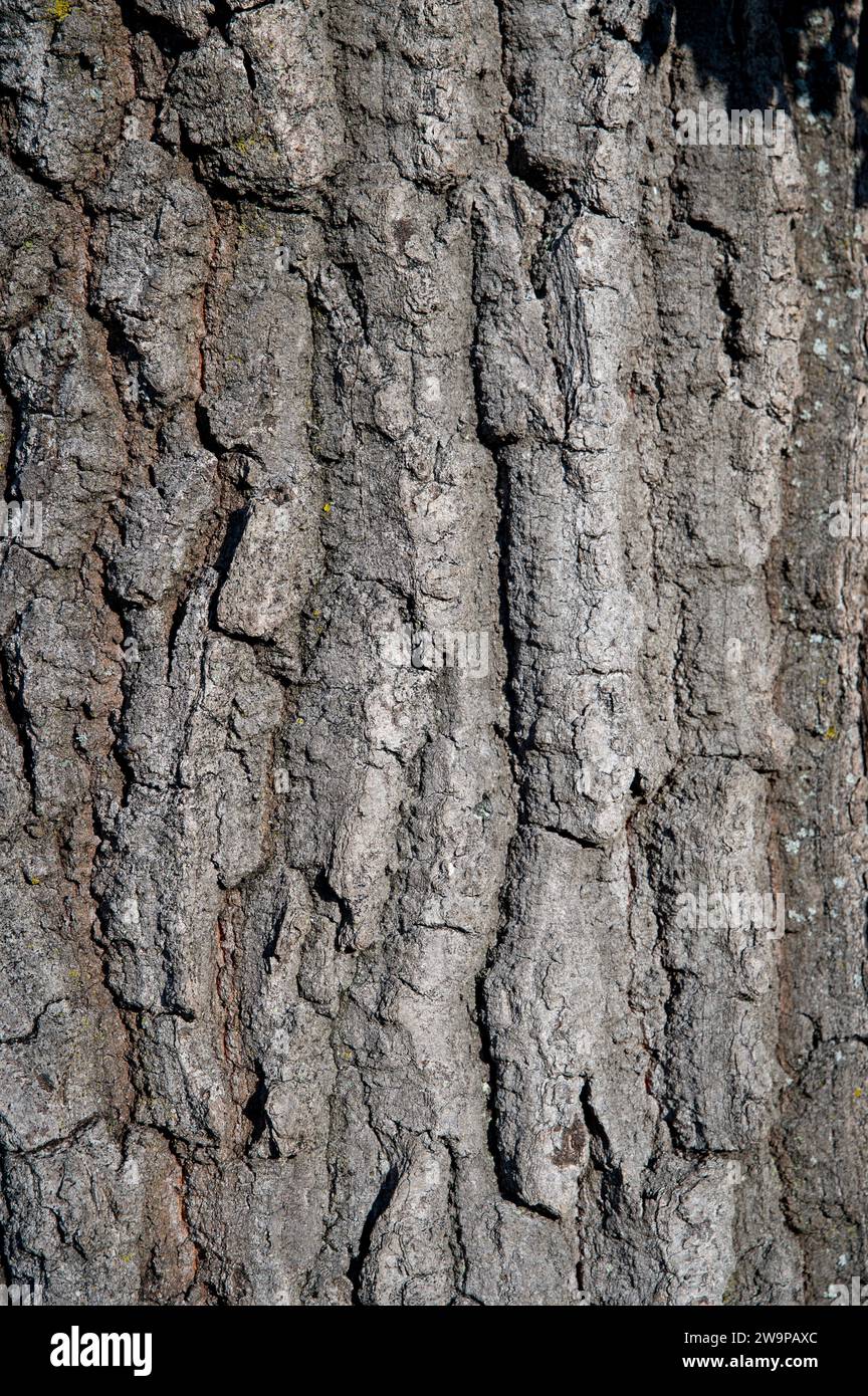Oak tree trunk. Quercus Tree bark close up. Detail Stock Photo - Alamy