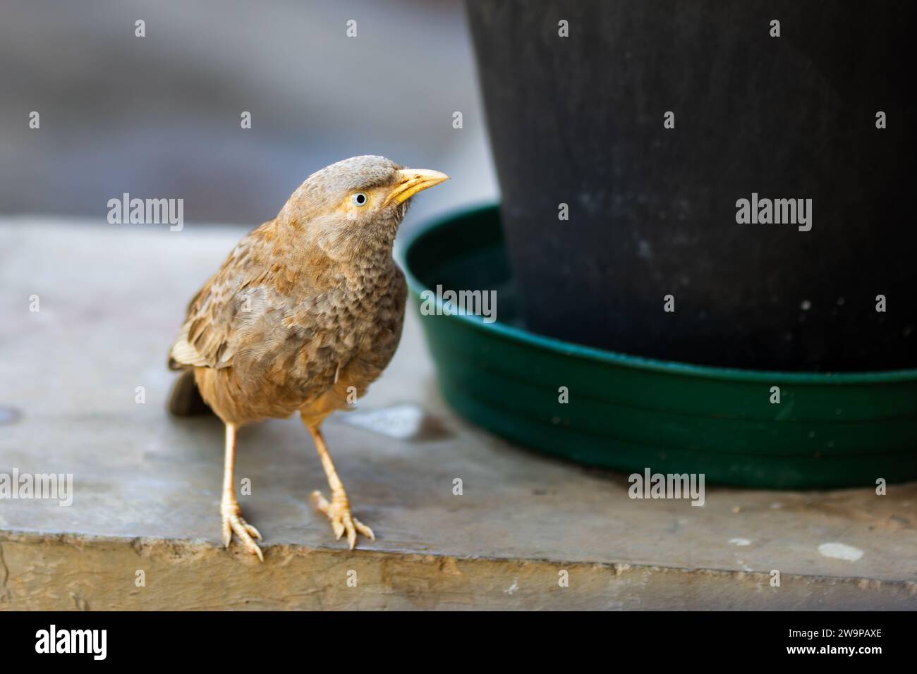 The jungle babbler, also known as seven sisters, on a concrete wall in ...