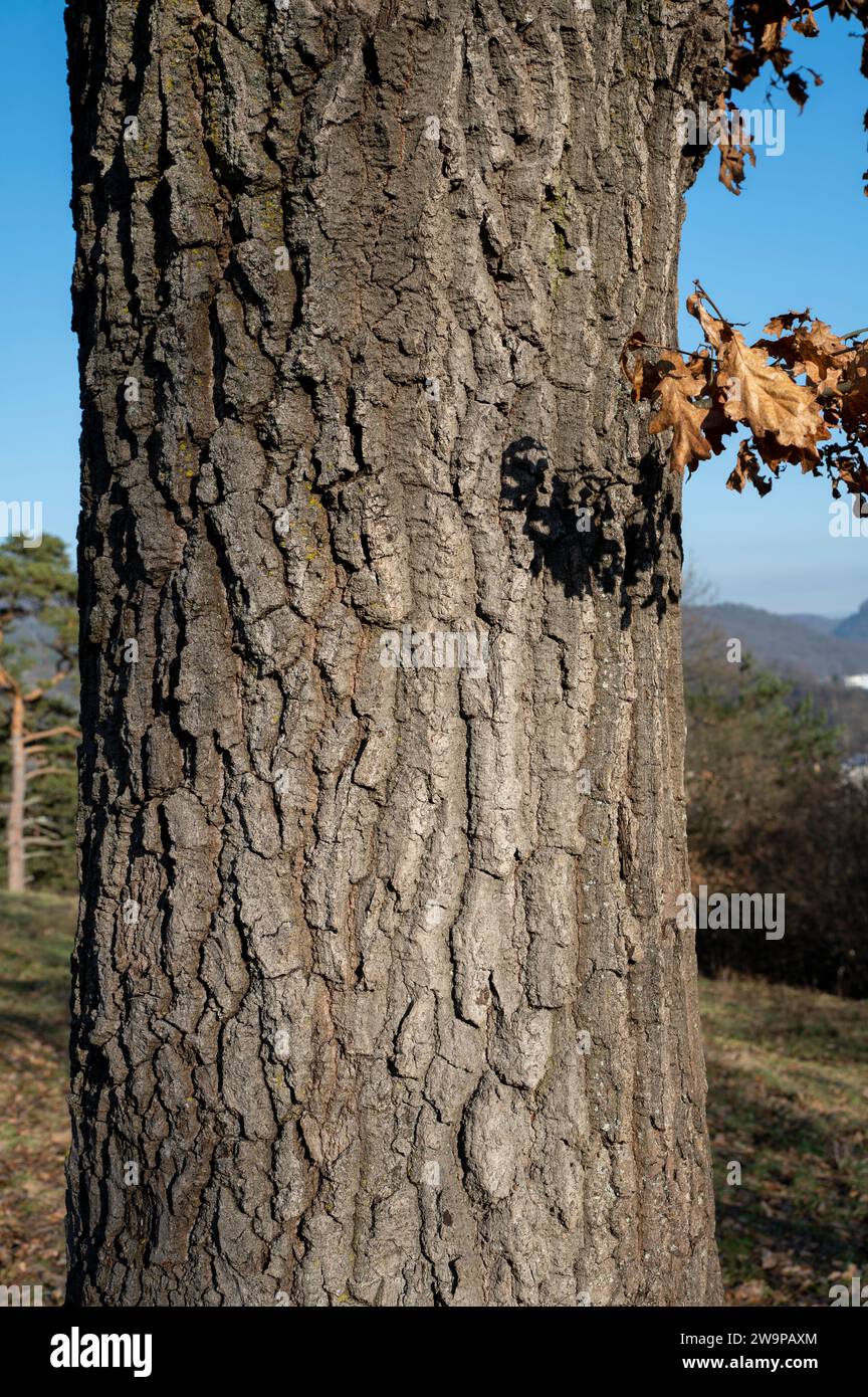 Oak tree trunk. Quercus Tree bark close up. Detail Stock Photo - Alamy
