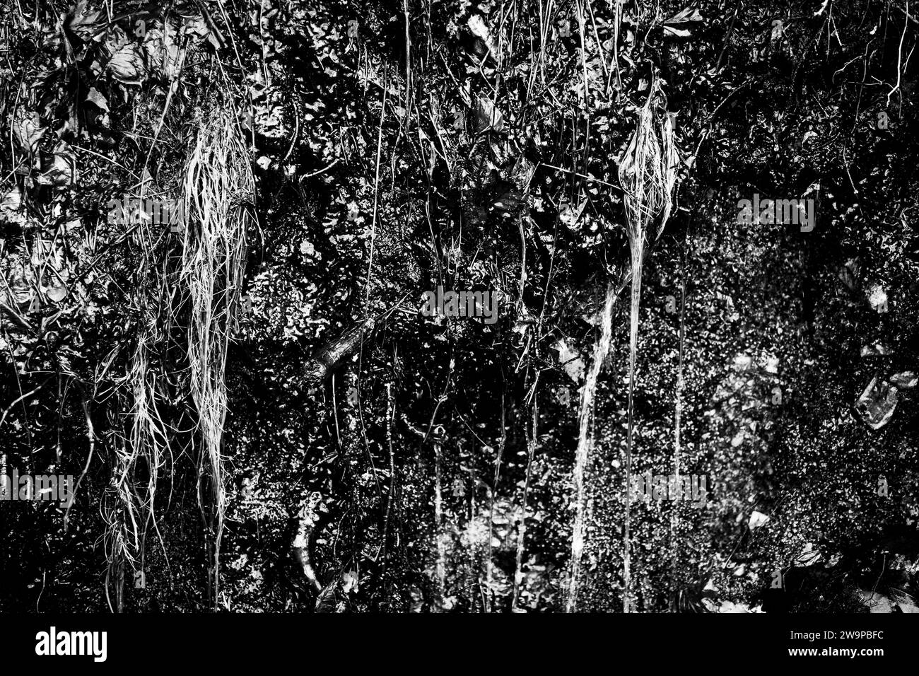 Water dripping over exposed tree roots and bedrock on a hillside Stock ...