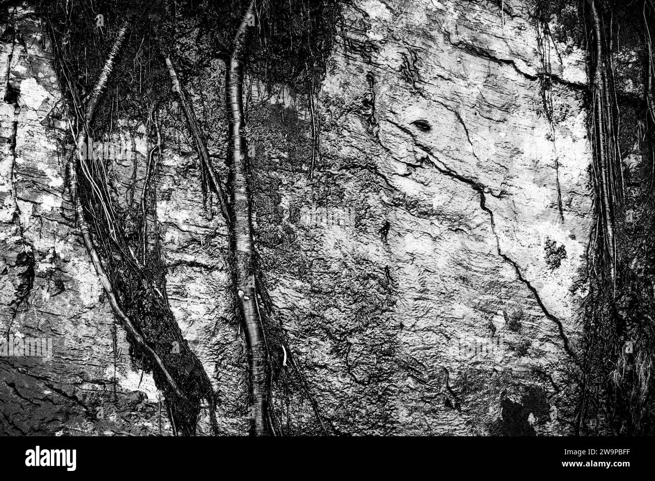 Water dripping over exposed tree roots and bedrock on a hillside Stock ...