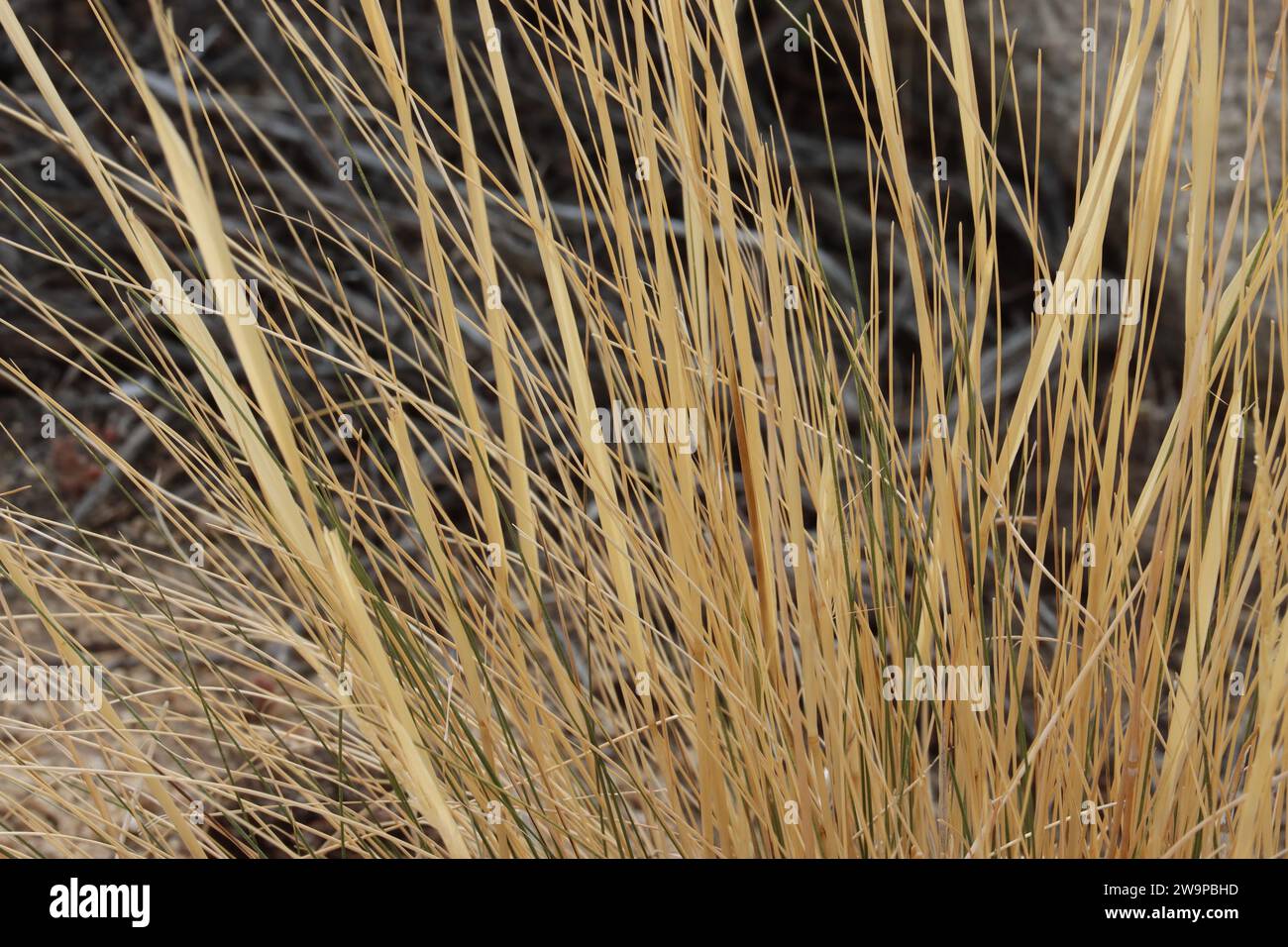 Desert Needle Grass, Stipa Speciosa, a native perennial herb, withers ...
