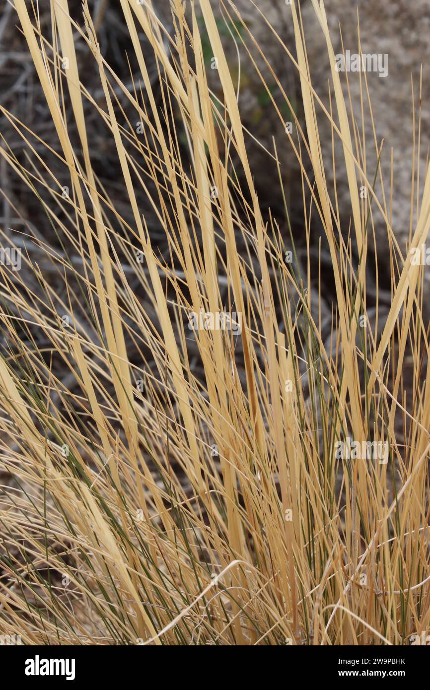 California desert grass hi-res stock photography and images - Alamy