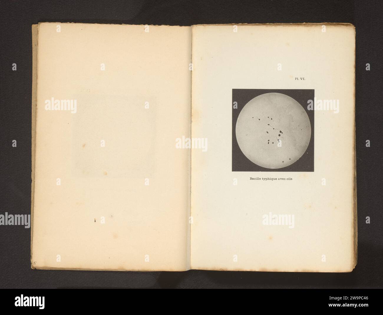 Bacteria science microscope print hi-res stock photography and images ...