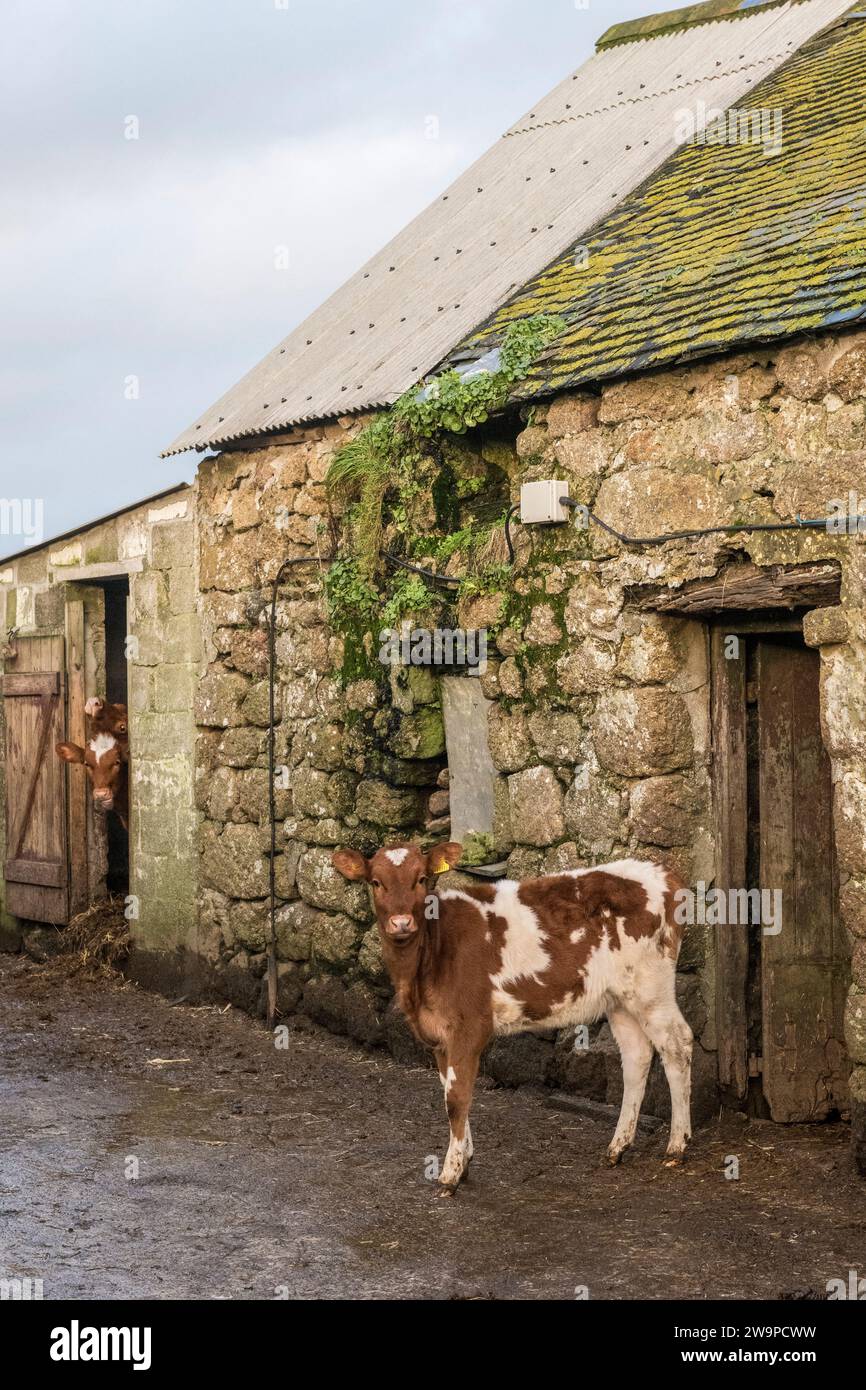Guernsey cow hi-res stock photography and images - Alamy