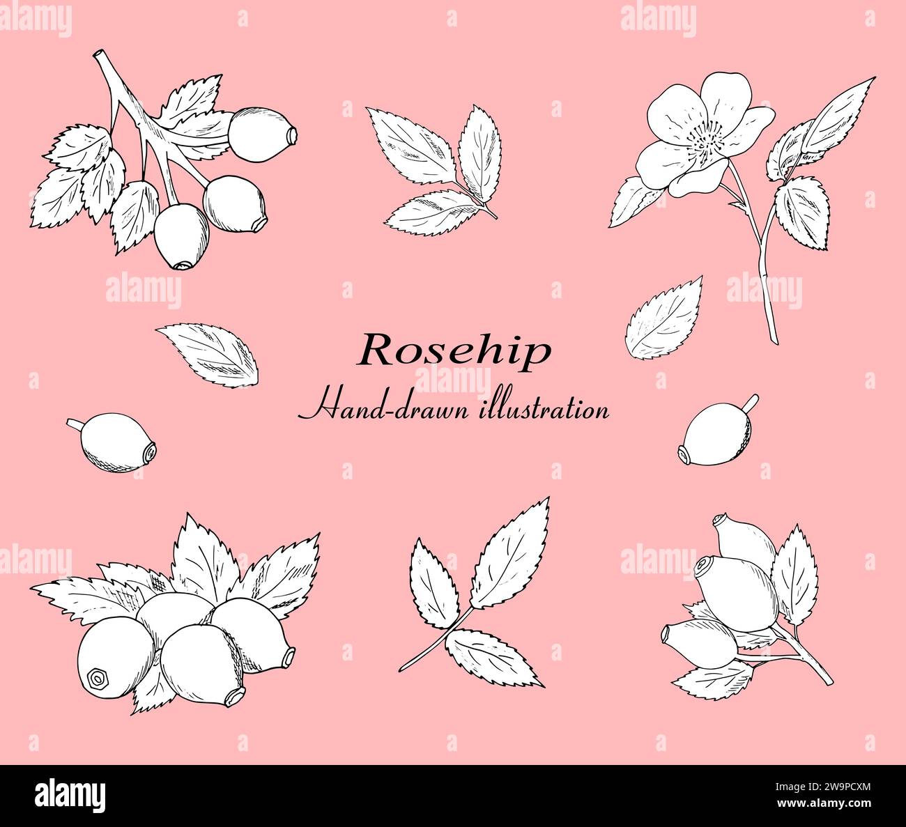 Hand-drawn rosehip berries with leaves vector set. Botanical ...