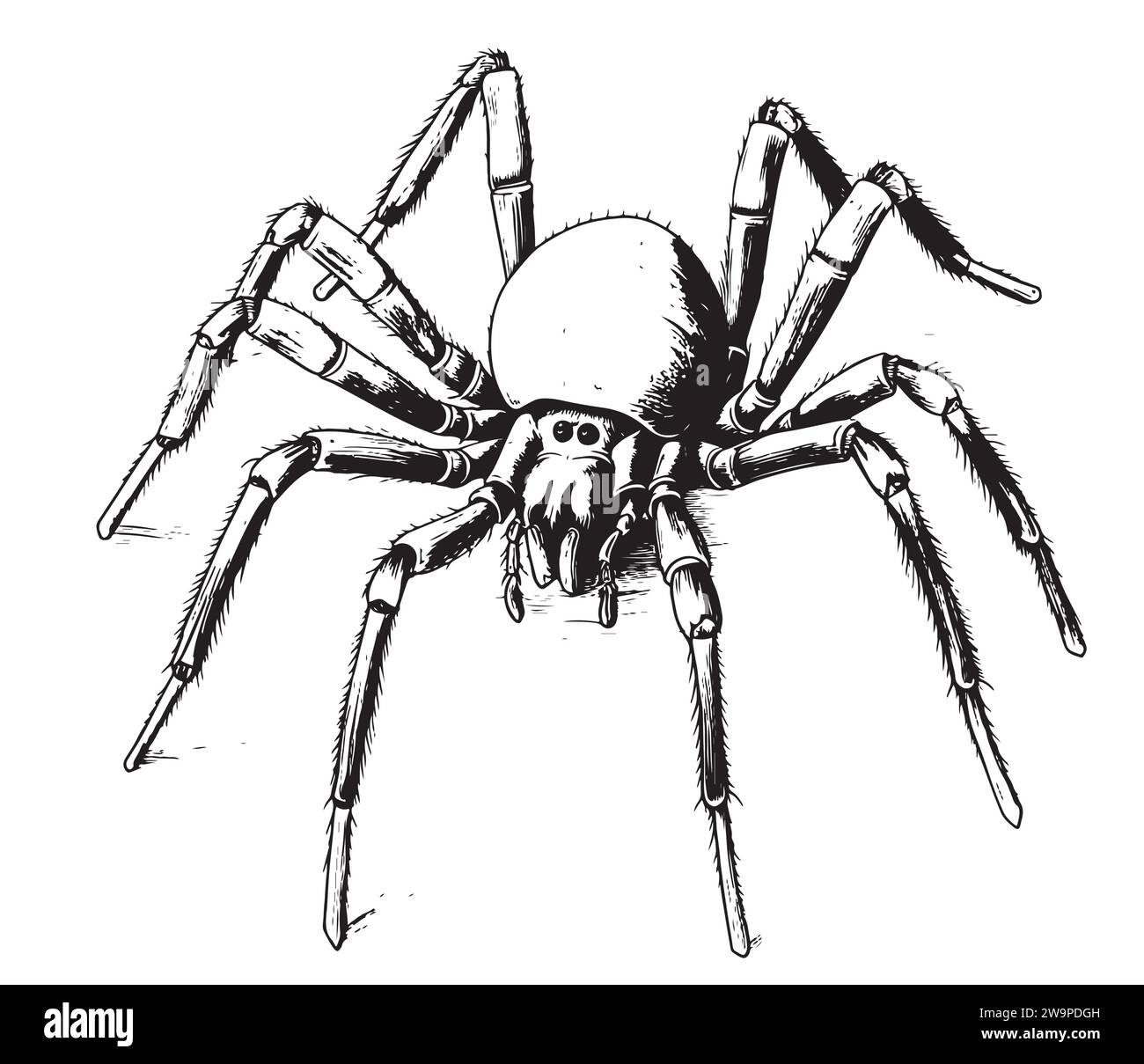 Spider web tattoo drawing Black and White Stock Photos & Images - Alamy