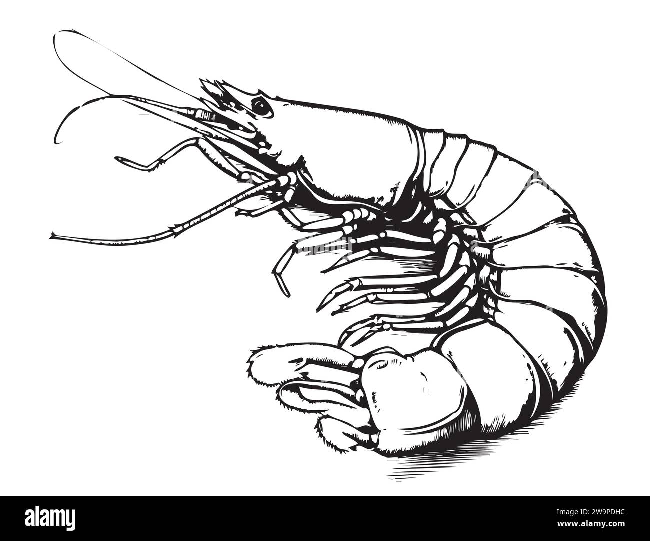 Large shrimp sketch, hand drawn prawn in engraved graphic style for ...