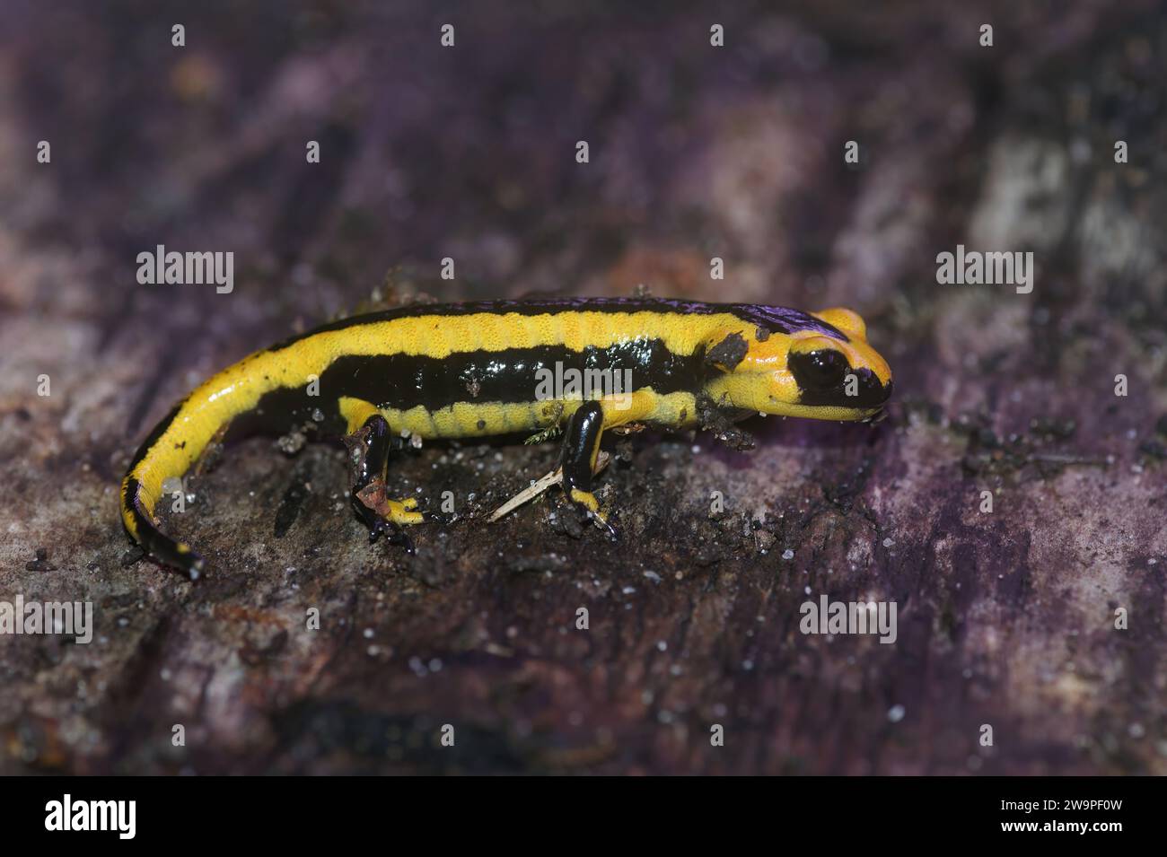 Colorful closeup on a juvenile yellow and black Europeran fire ...