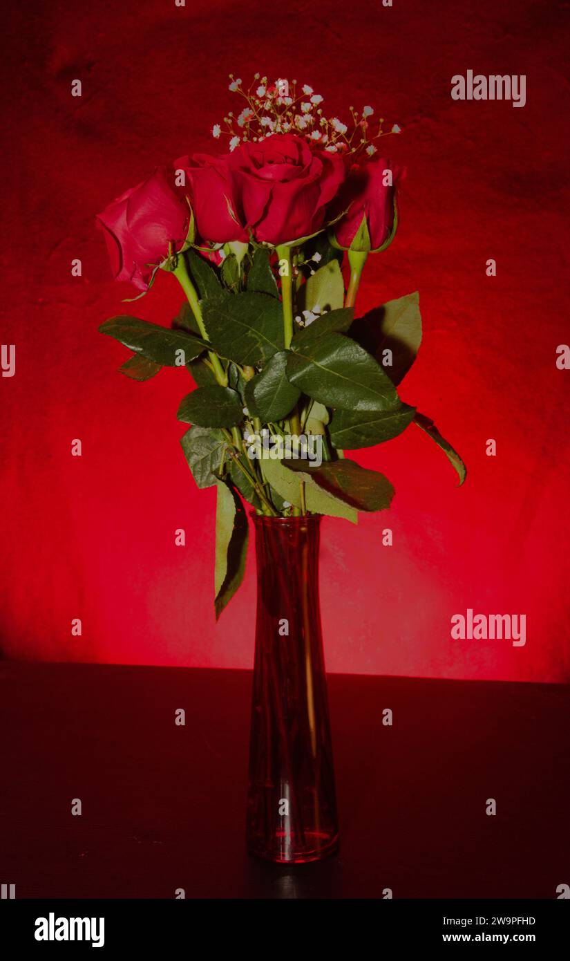 Bouquet of radiant red roses in red vase against red black ground ...