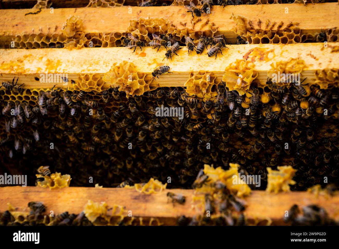 Man made bee hive hi-res stock photography and images - Alamy