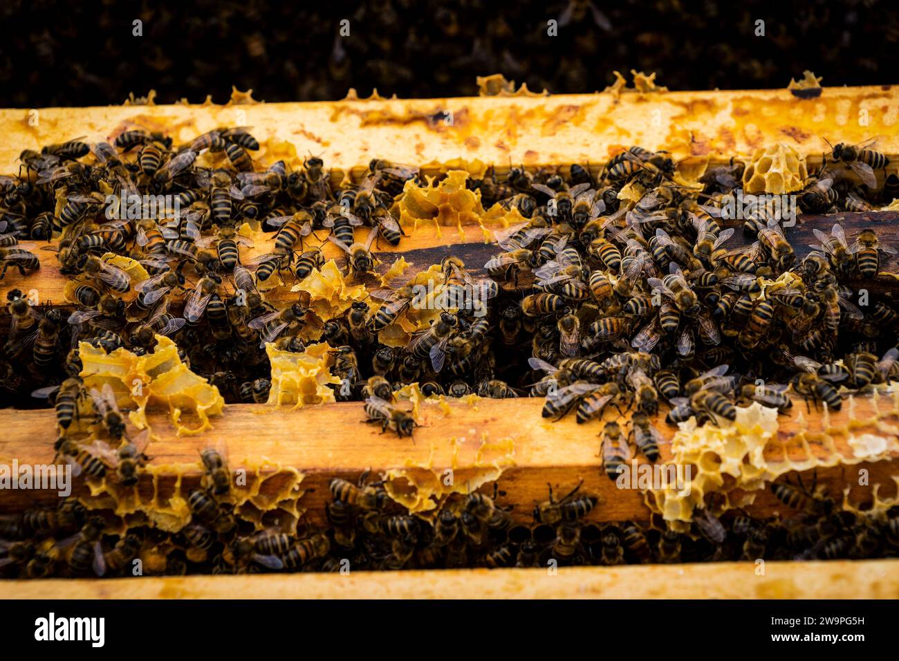 Bees in a man-made bee hive Stock Photo - Alamy