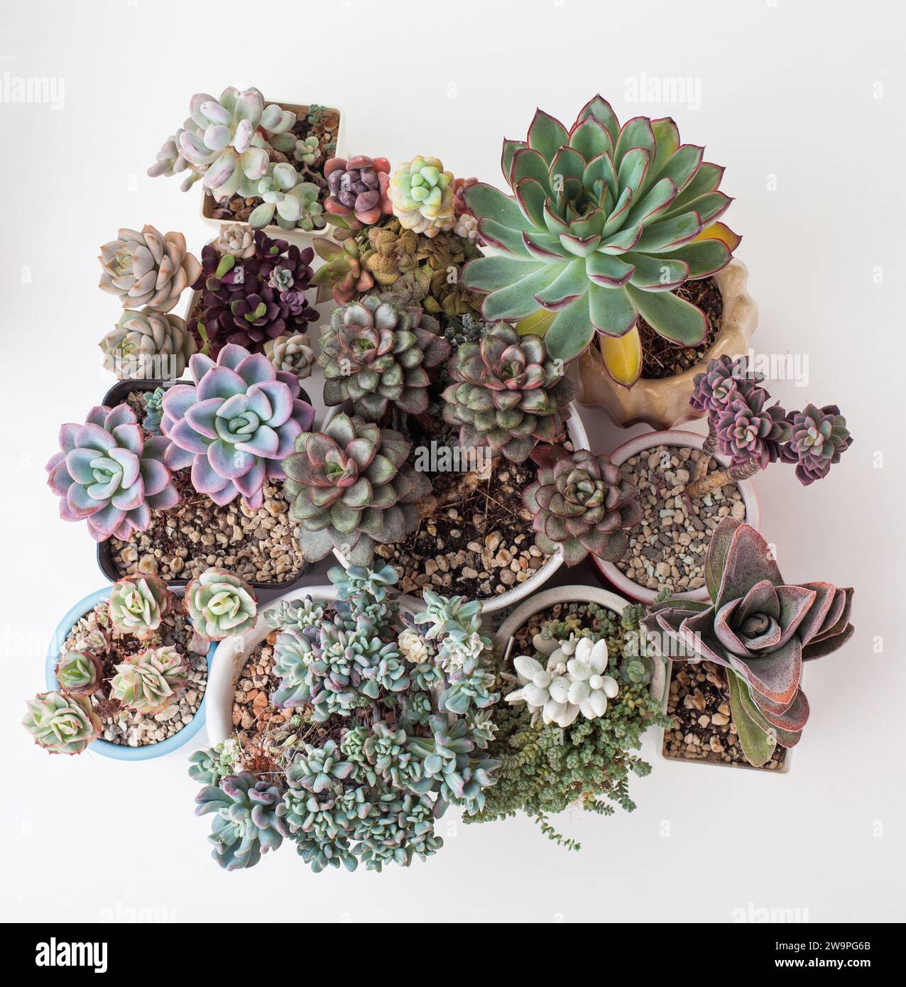 Rare succulent plant hi-res stock photography and images - Alamy