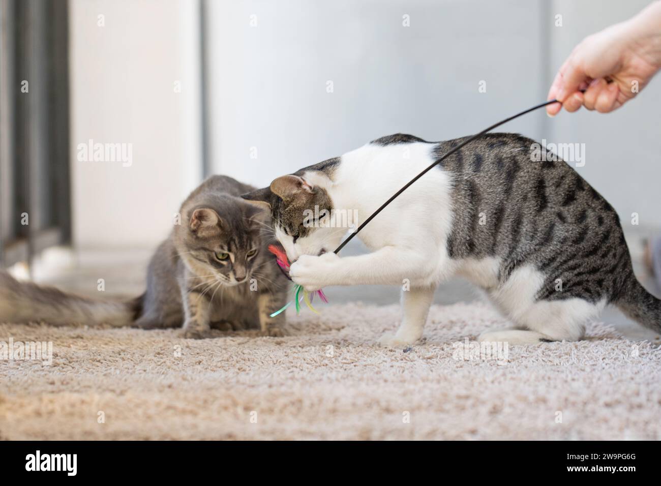 Two playful kitten playing toy with owner at home. Cat 8 months old ...