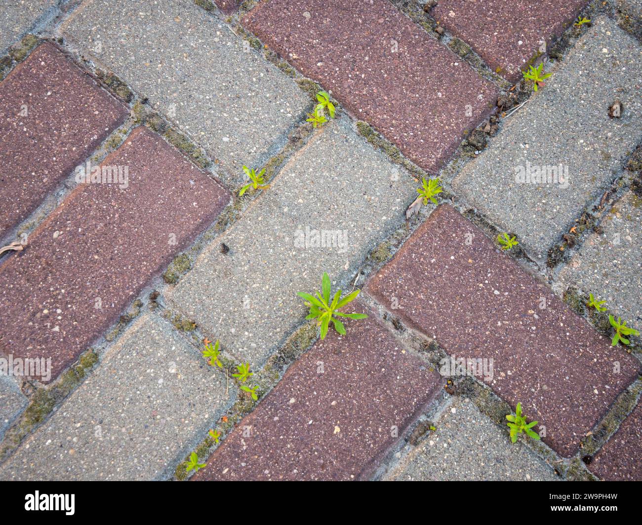 Grass between paving slab hi-res stock photography and images - Alamy
