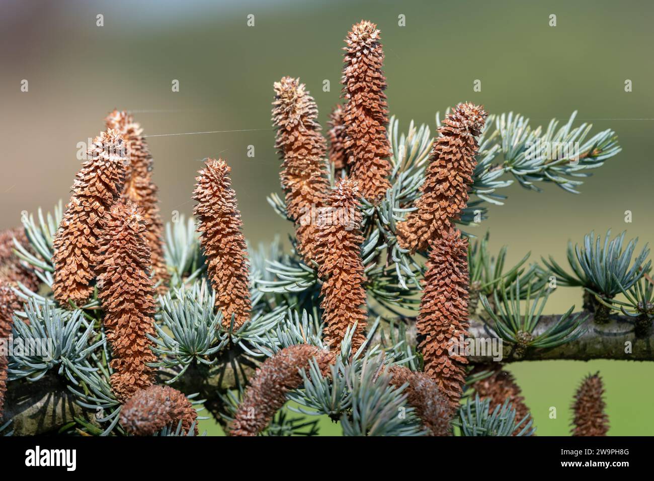 Close up of male cones on an Atlas cedar (cedrus atlantica) tree Stock ...