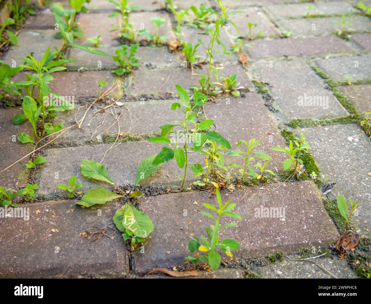 Plant sprouting through brick hi-res stock photography and images - Alamy