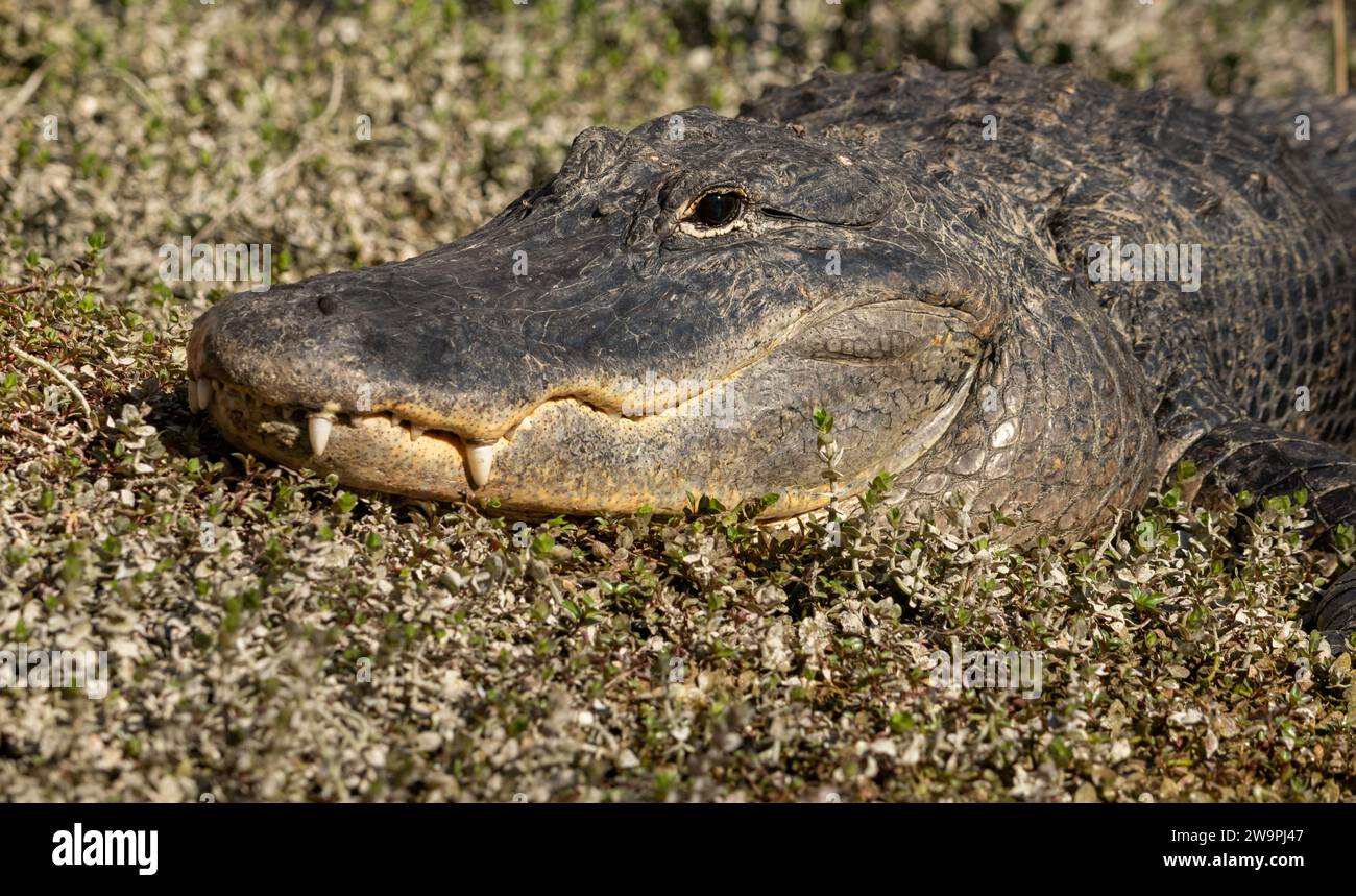 Alligator everglades ibis hi-res stock photography and images - Alamy