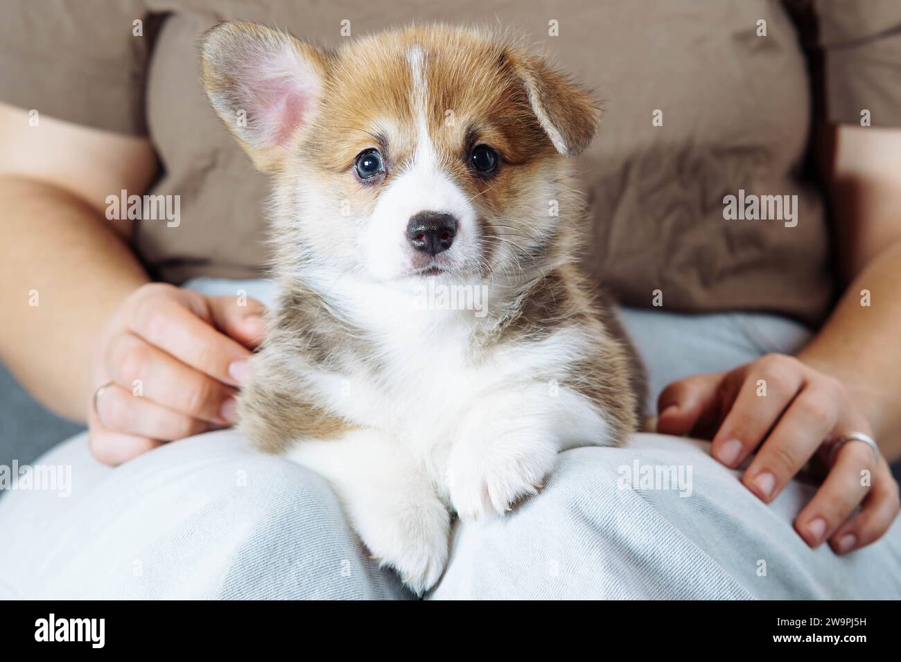 Very serious charming Welsh corgi puppy is sitting on lap of his ...
