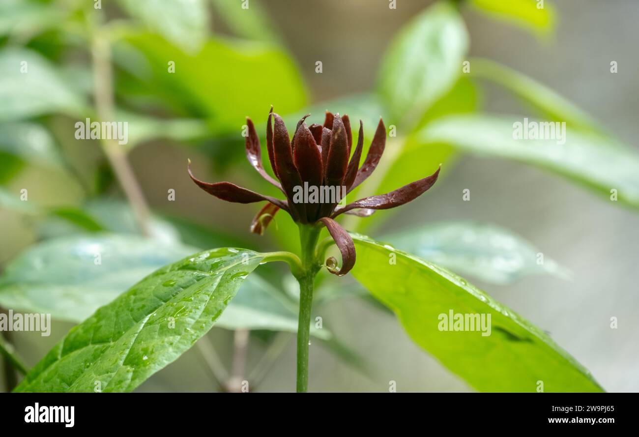 Bloom On Sweet Betsy Bush Begins to Open In Spring in South Carolina ...