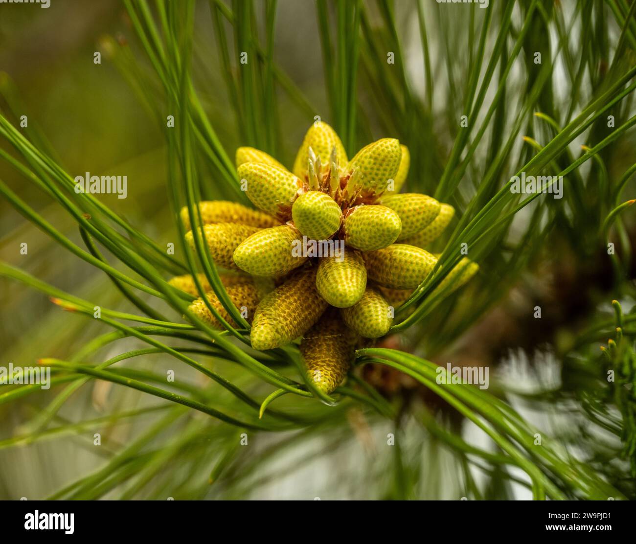 Bright Yellow Pine Cone Buds Burst Like A Firework in tree in Zion ...