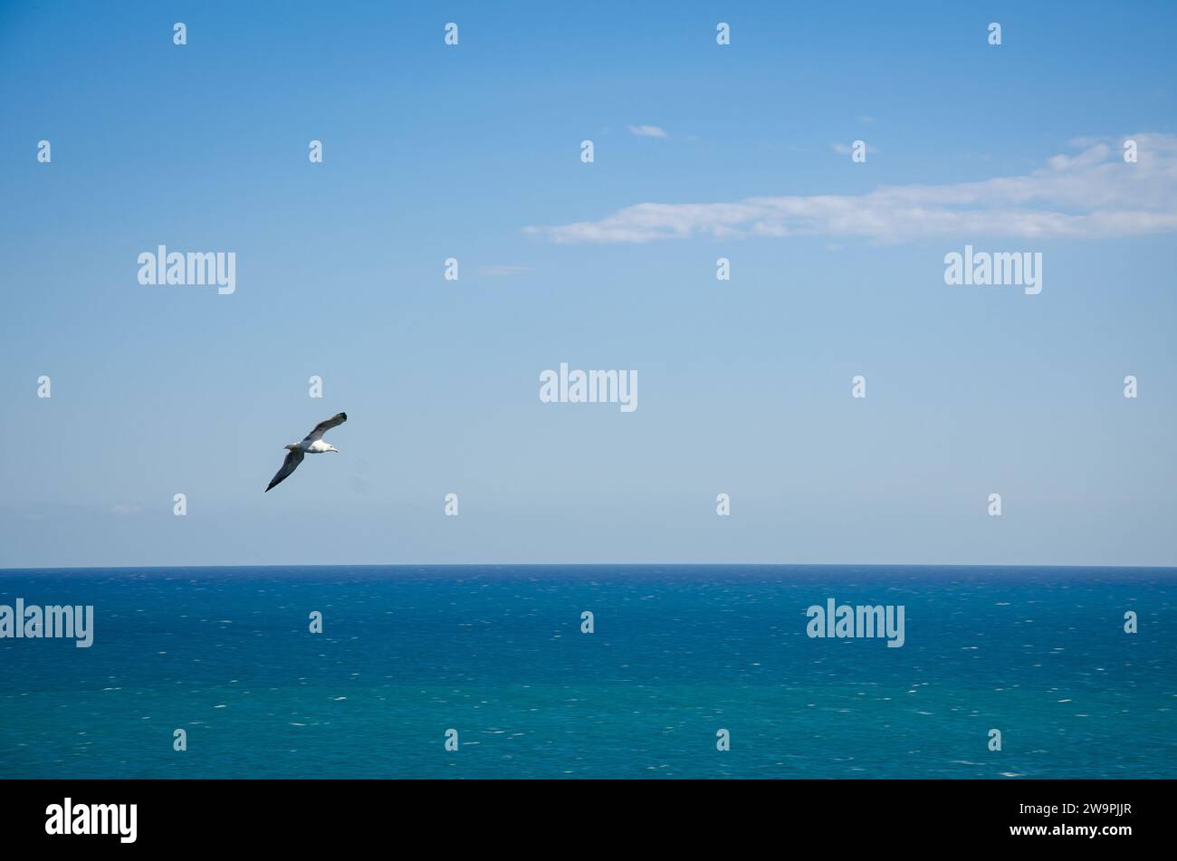 Seagull flying over the turquoise water of the Mediterranean sea ...