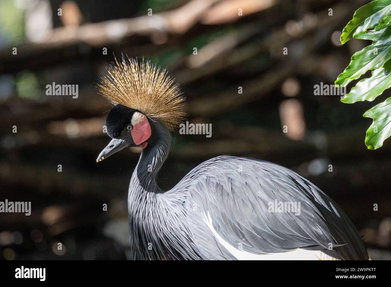 Close up view of an eastern crowned crane Stock Photo - Alamy