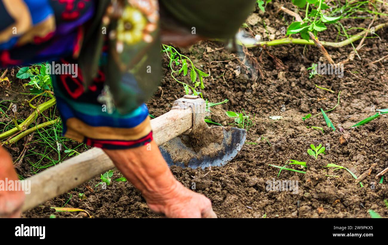 Harvesting and digging potatoes with hoe and hand in garden. Digging ...