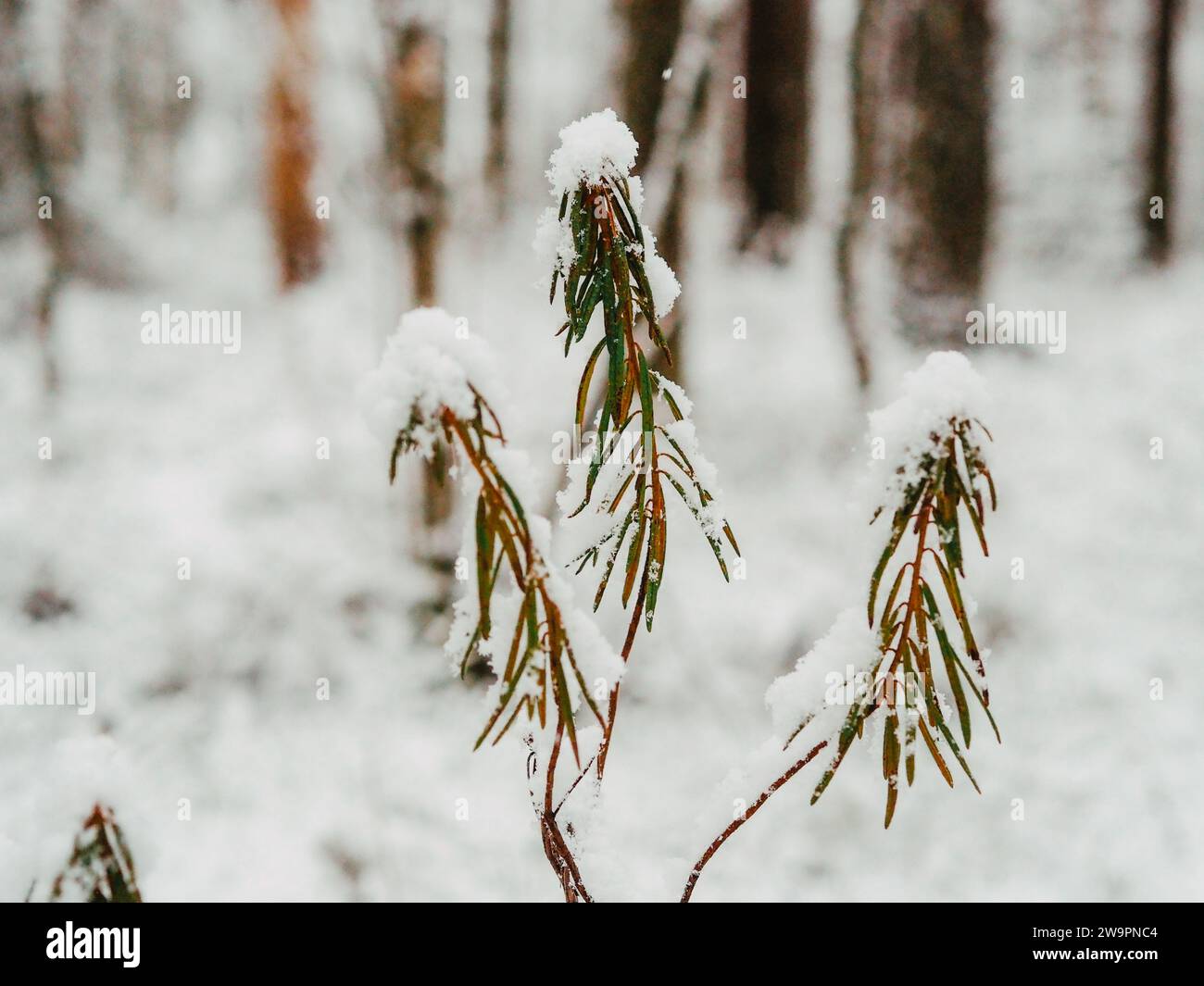 December plants hi-res stock photography and images - Alamy
