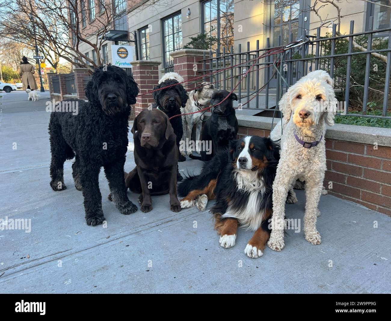 Portrait of a group of dogs waiting for their professional dog walker ...