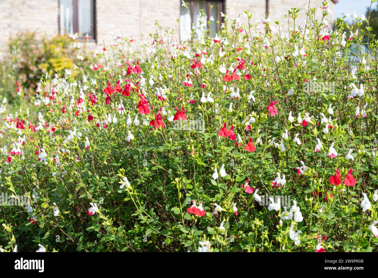 Salvia x jamensis ‘hot lips’ hi-res stock photography and images - Alamy