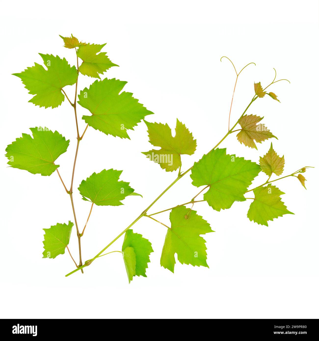 Grapevine and leaves isolated on white background Stock Photo - Alamy