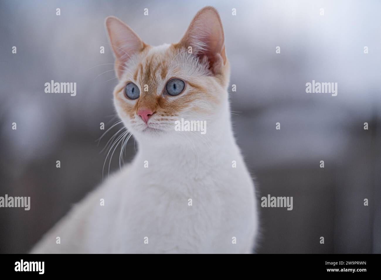 Bright Blue Eyed Teenage Cat White Red Point Siamese Kitten Portrait ...