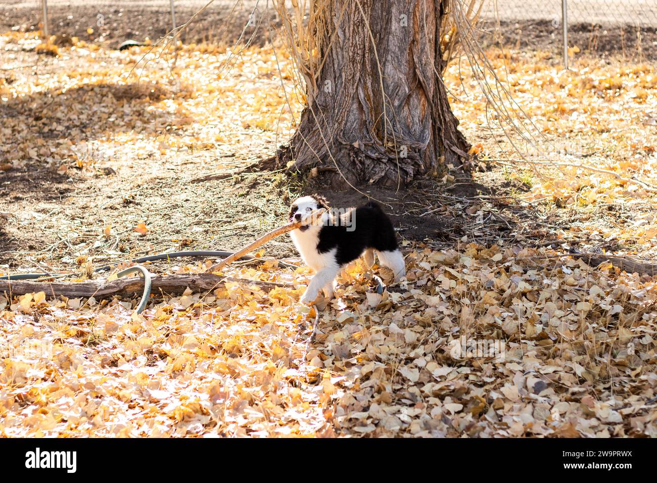Little Tiny Fluffy Mini Baby Aussie Dog Puppy Outside Playing in Yellow ...