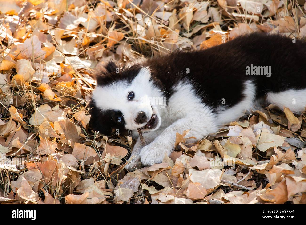 The Most Adorable Little Tiny Fluffy Mini Baby Aussie Dog Puppy Outside ...