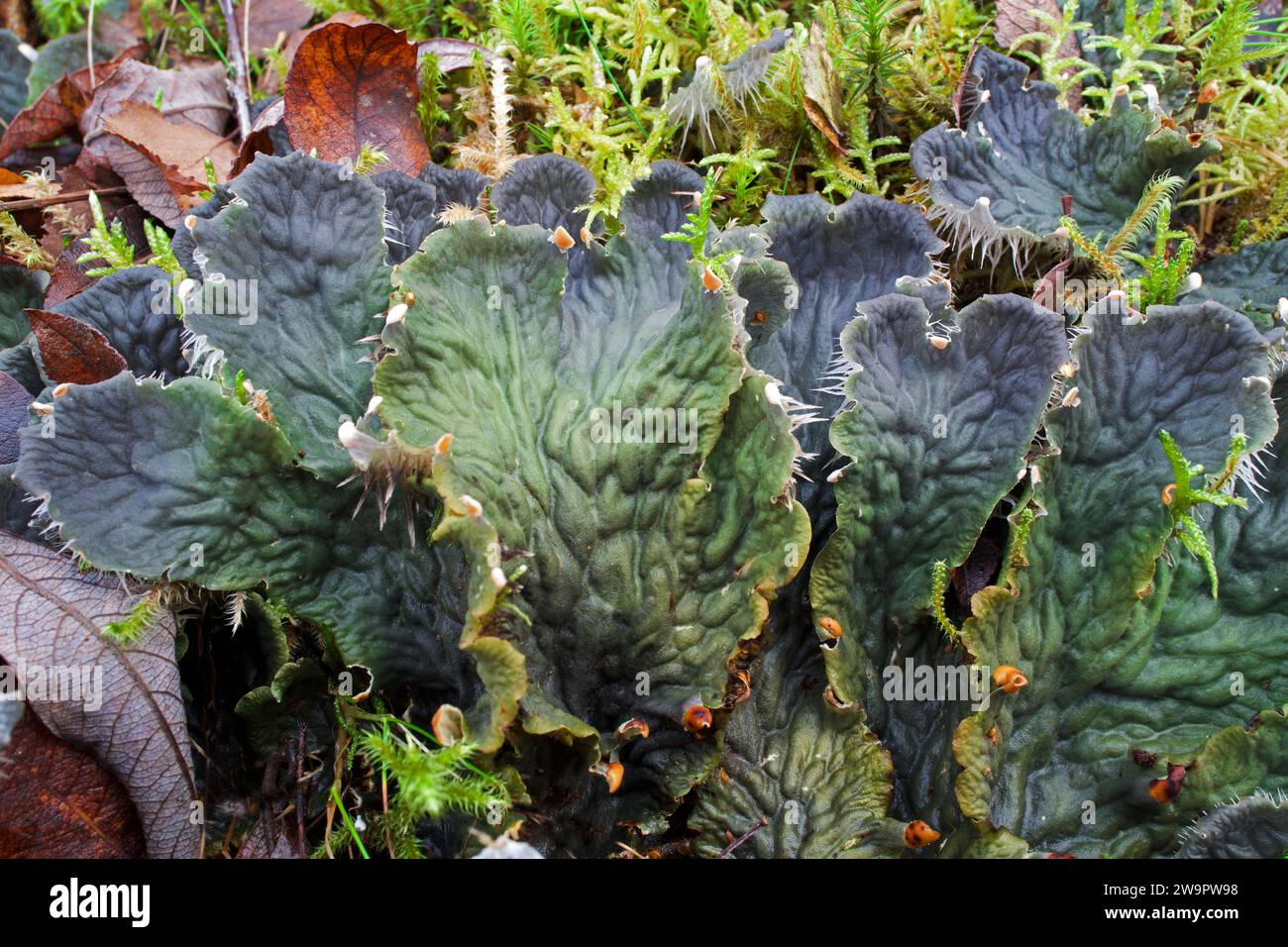 Peltigera membranacea (dog lichen) is a lichenized fungus in the family ...