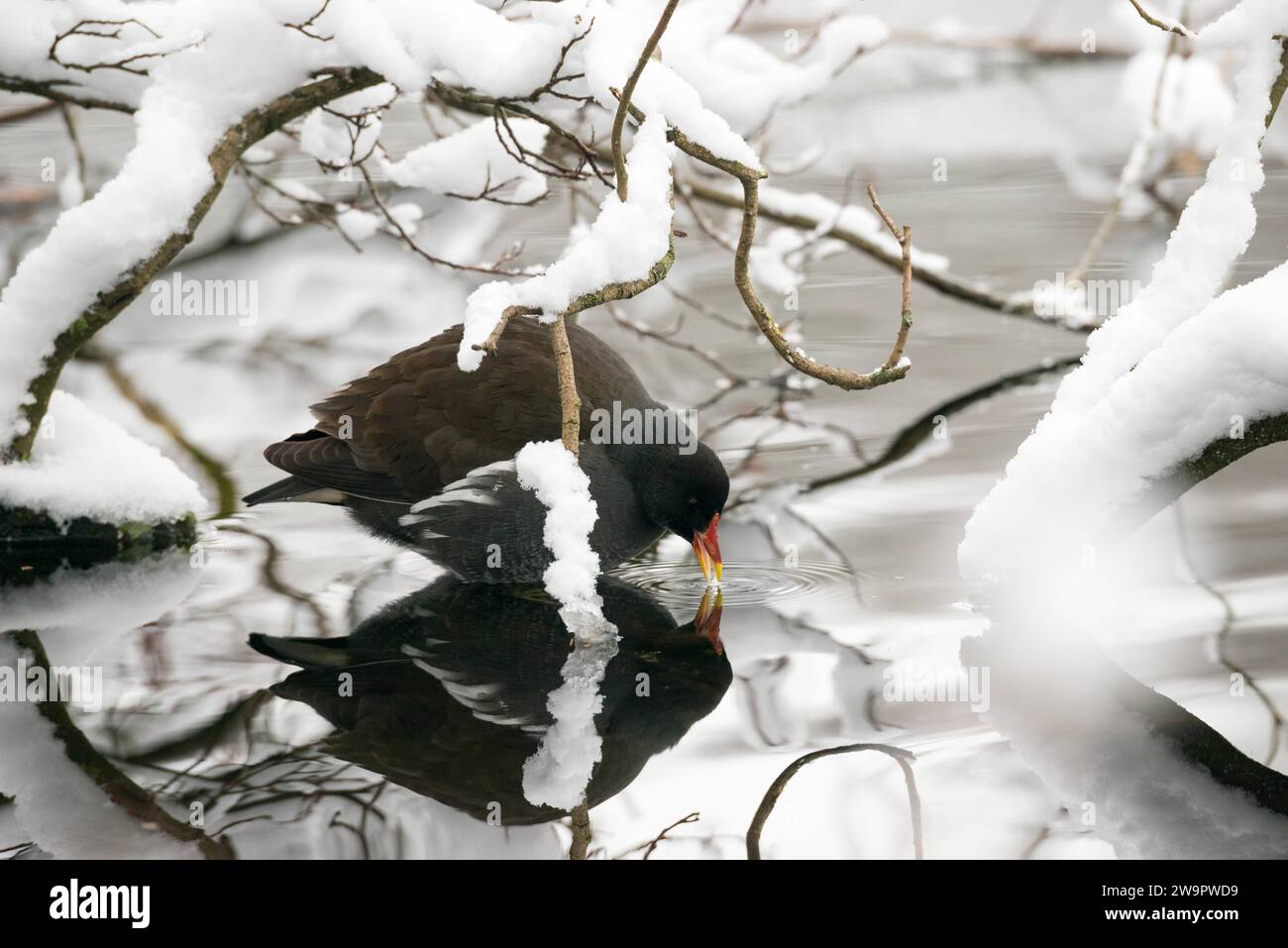 Pond hen (Gallinula chloropus) sitting at the edge of a snow-covered ...