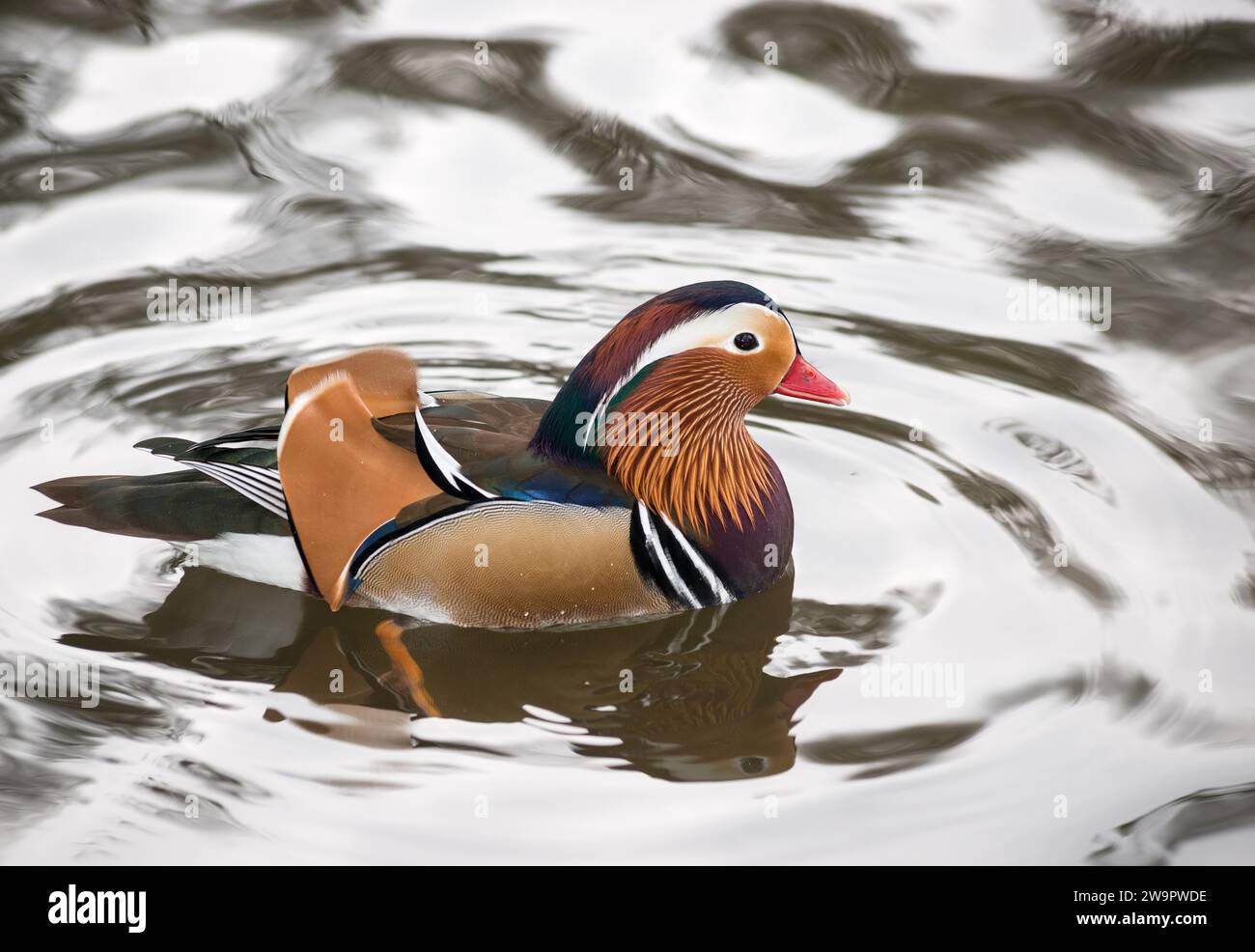Colourful feathered Mandarin Duck (Aix galericulata), drake in splendid ...