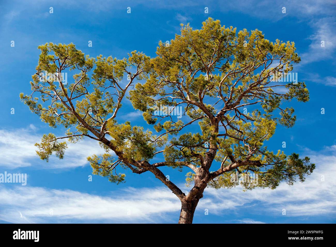 Pine, pine tree (Pinaceae), pine, tree, tree crown, plant, flora, Mediterranean, southern Europe ...