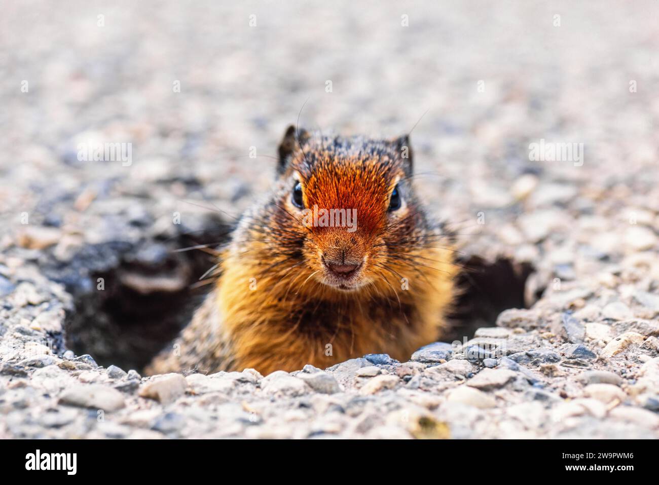 Columbian ground squirrel (Urocitellus columbianus) looking up from a ...