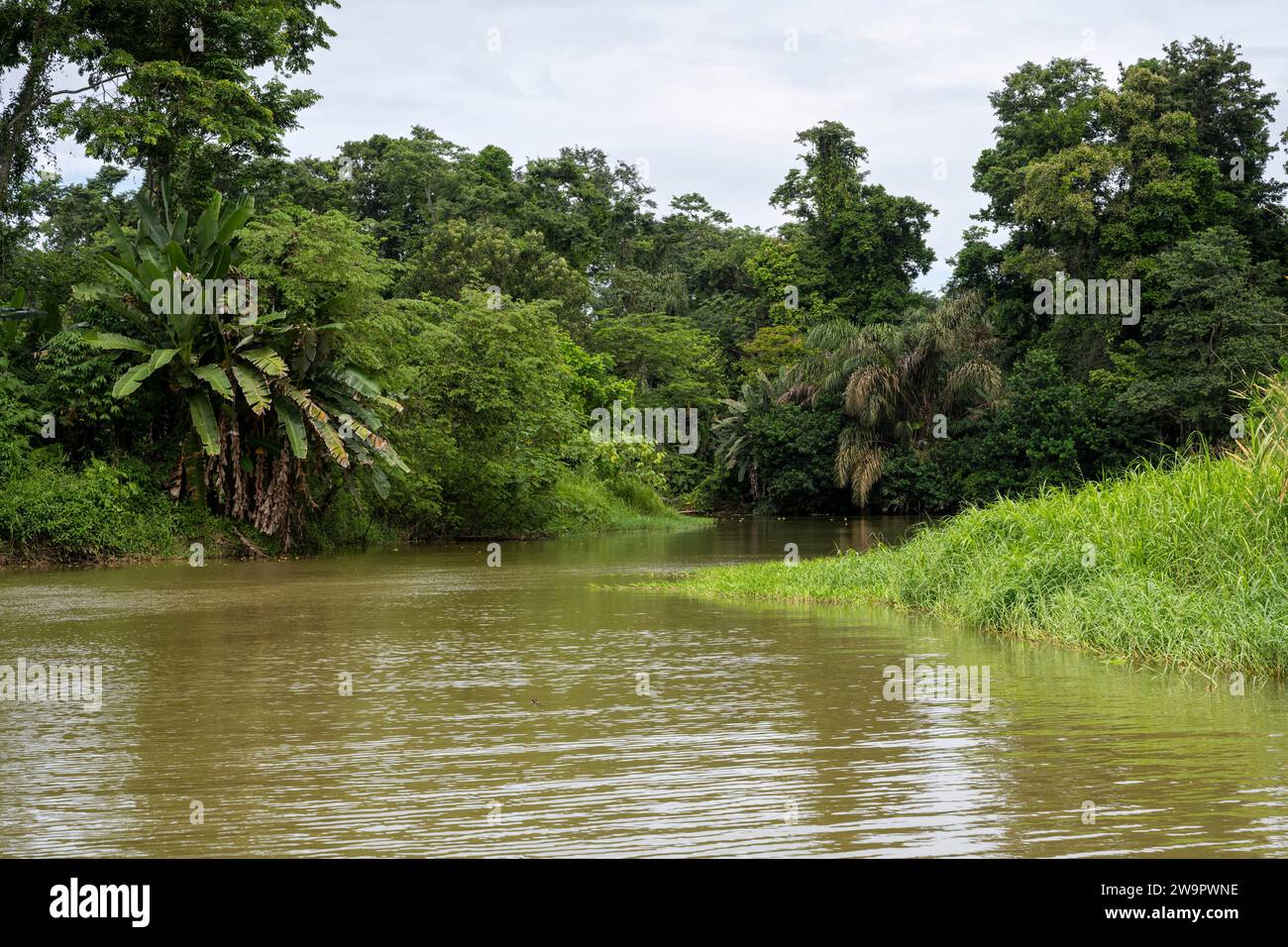 Riverbed in the jungle Central America Nicaragua Stock Photo - Alamy