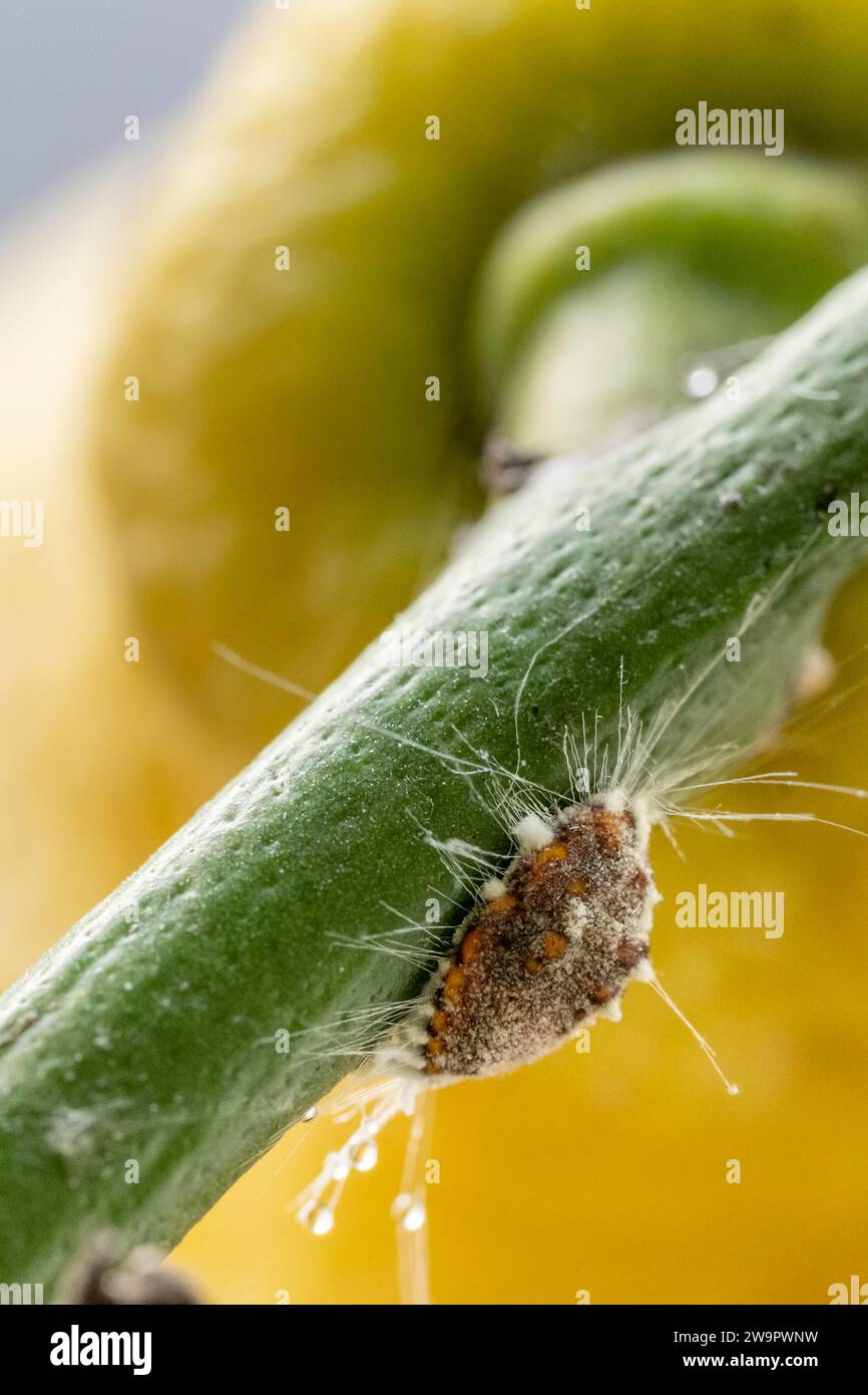 Citrus mealybug (Planococcus citri) on the branch of a lemon plant ...