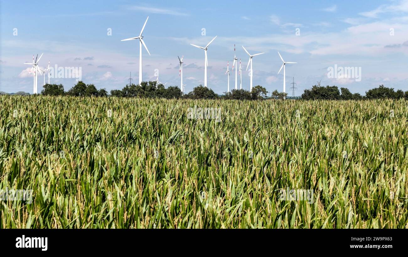 Windmills in a wind farm at a maize field, Nauen, 15 08 2023 Stock ...