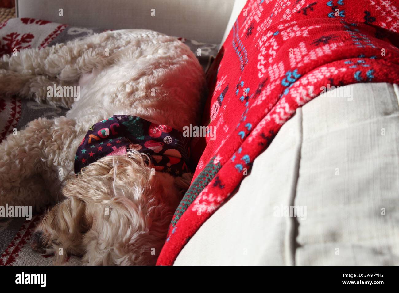 Cockapoo lying on couch hi-res stock photography and images - Alamy